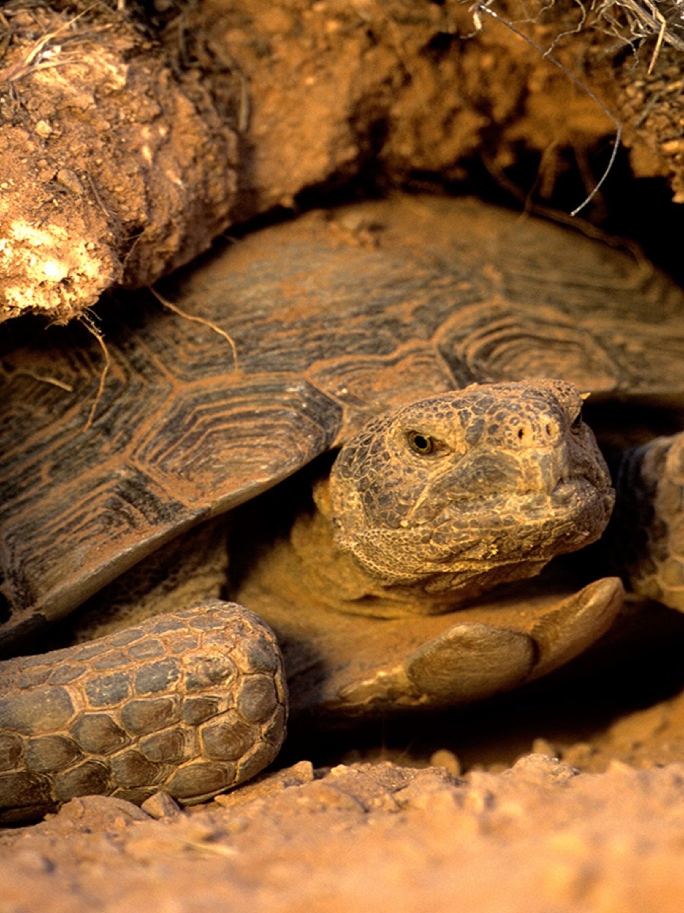 Desert Tortoise Memes