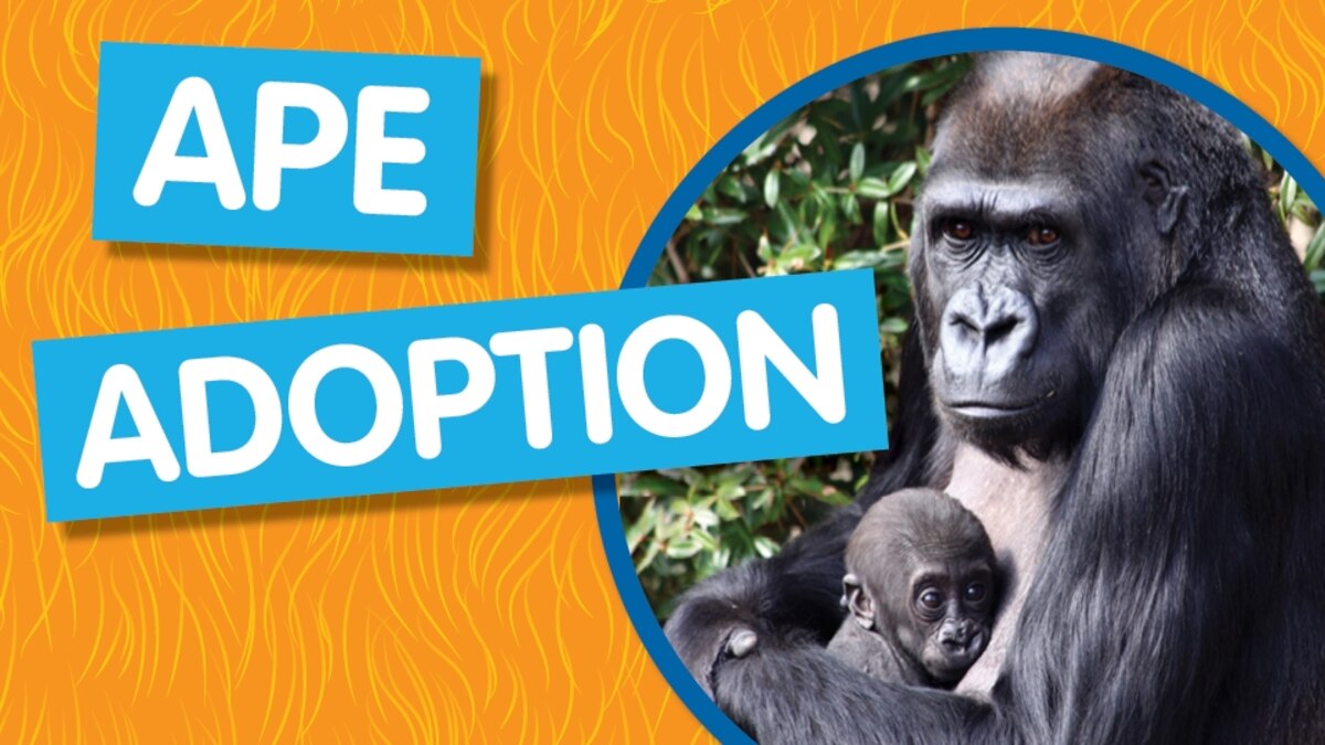 Amazing Animals: Ape Adoption