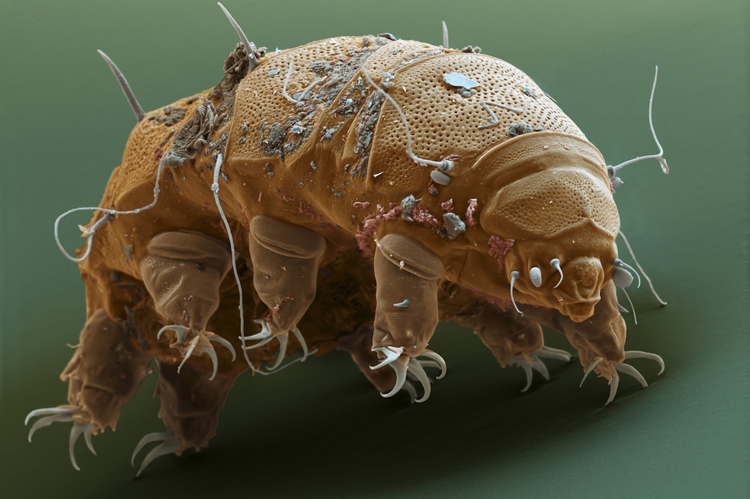 Tardigrade Scale