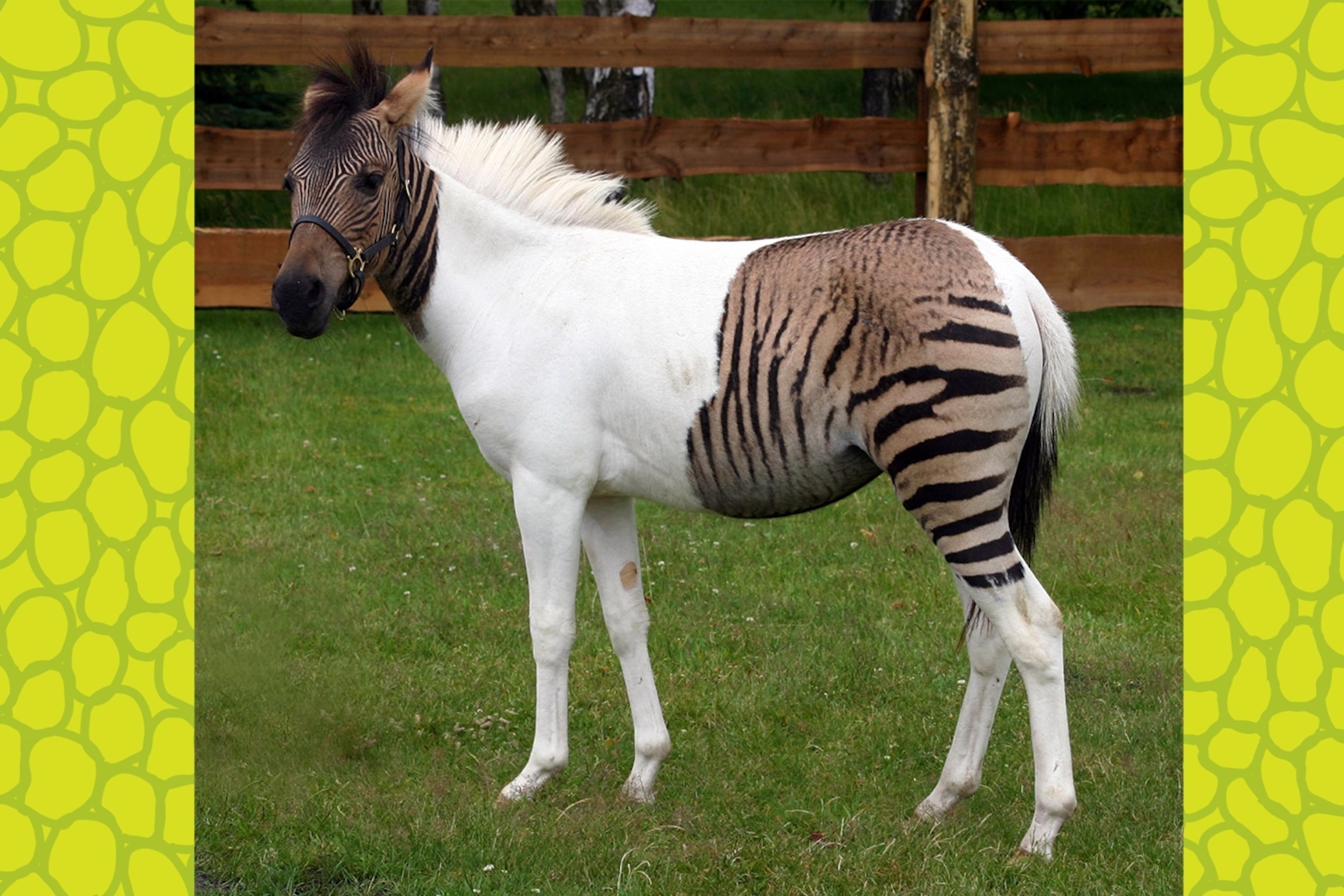 Zebra And Horse Hybrid