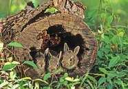 Cottontail Rabbit Habitat