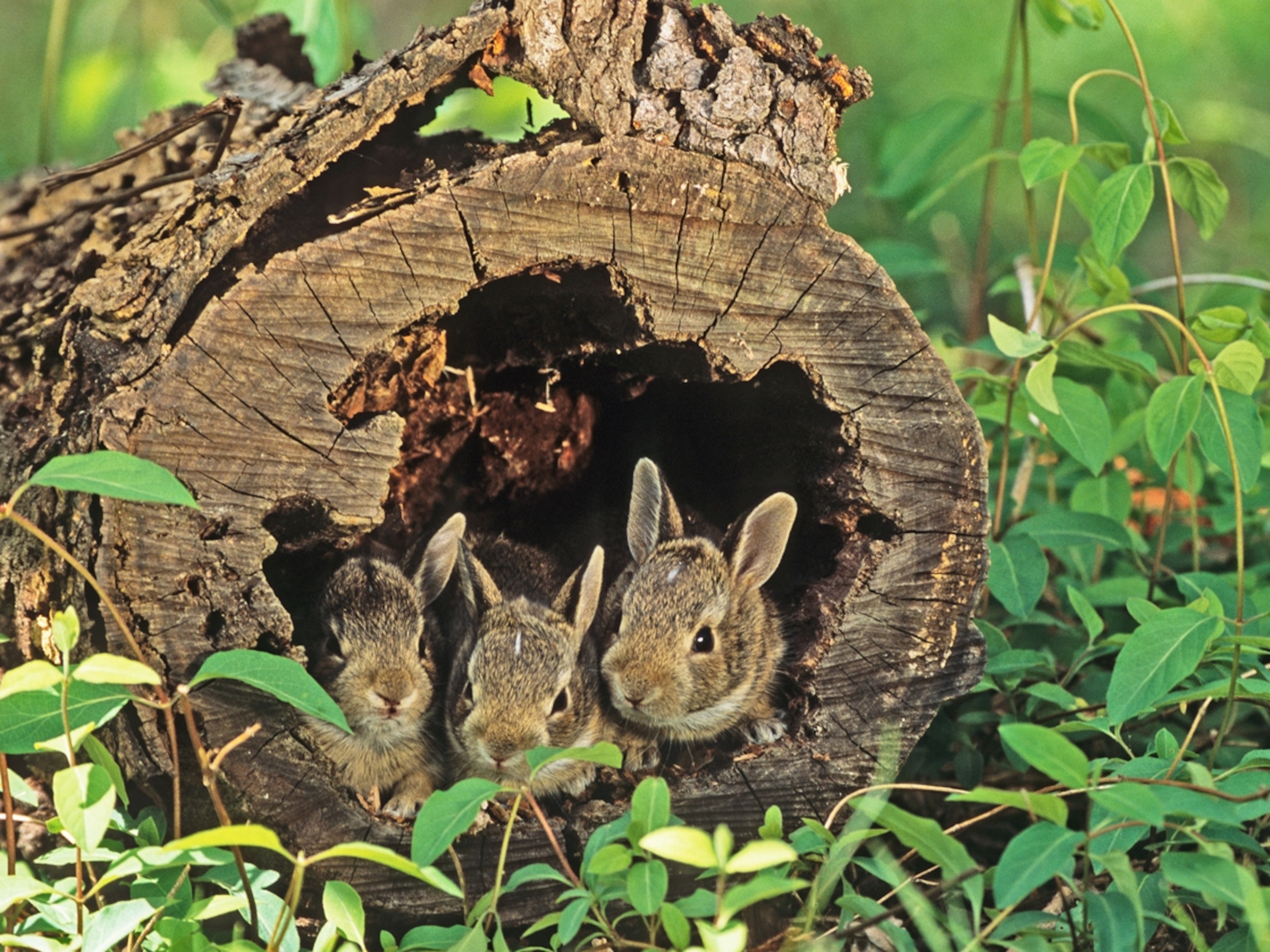 Baby Cottontail Rabbit Nest