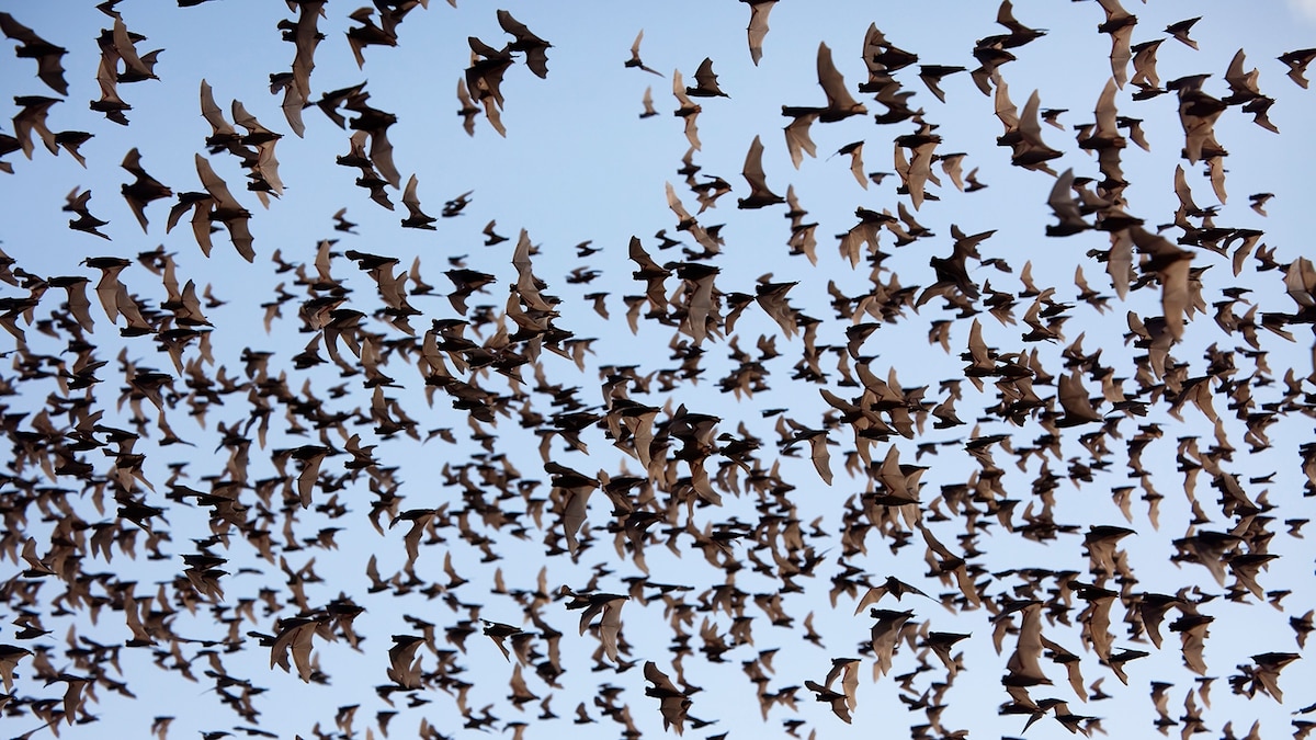 Amazing bats of Bracken Cave | National Geographic Kids