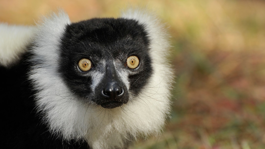 Leaping Lemur