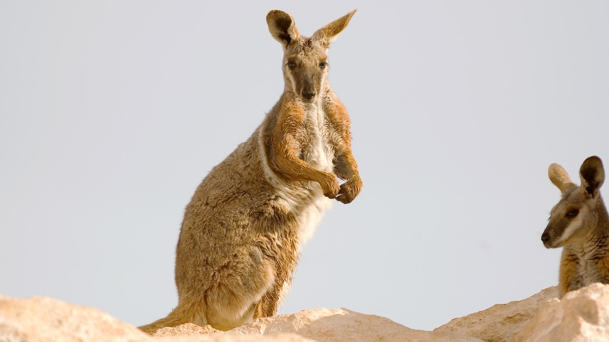 Yellow-Footed Rock Wallaby