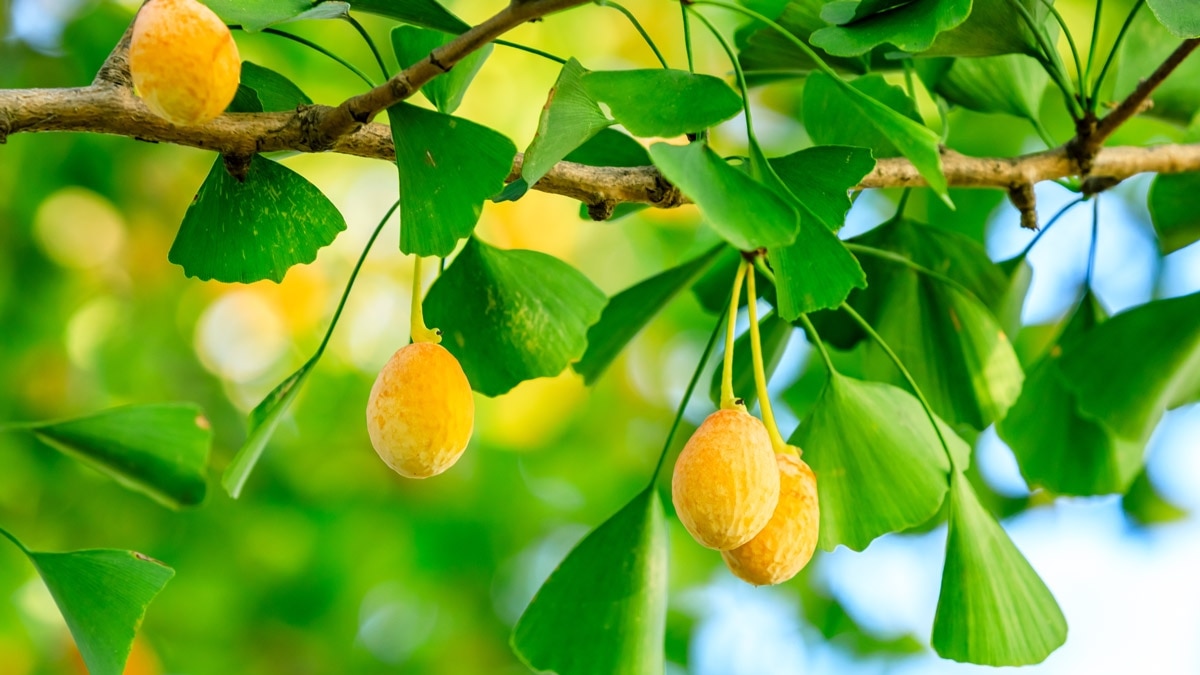 Moment of Tree | National Geographic Kids