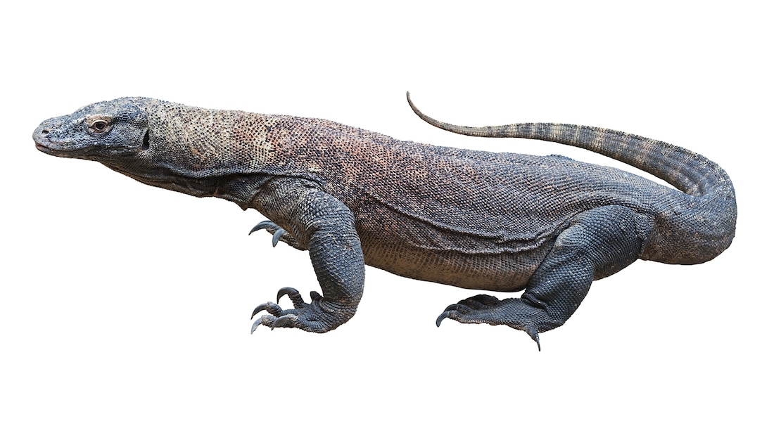 Komodo Dragon