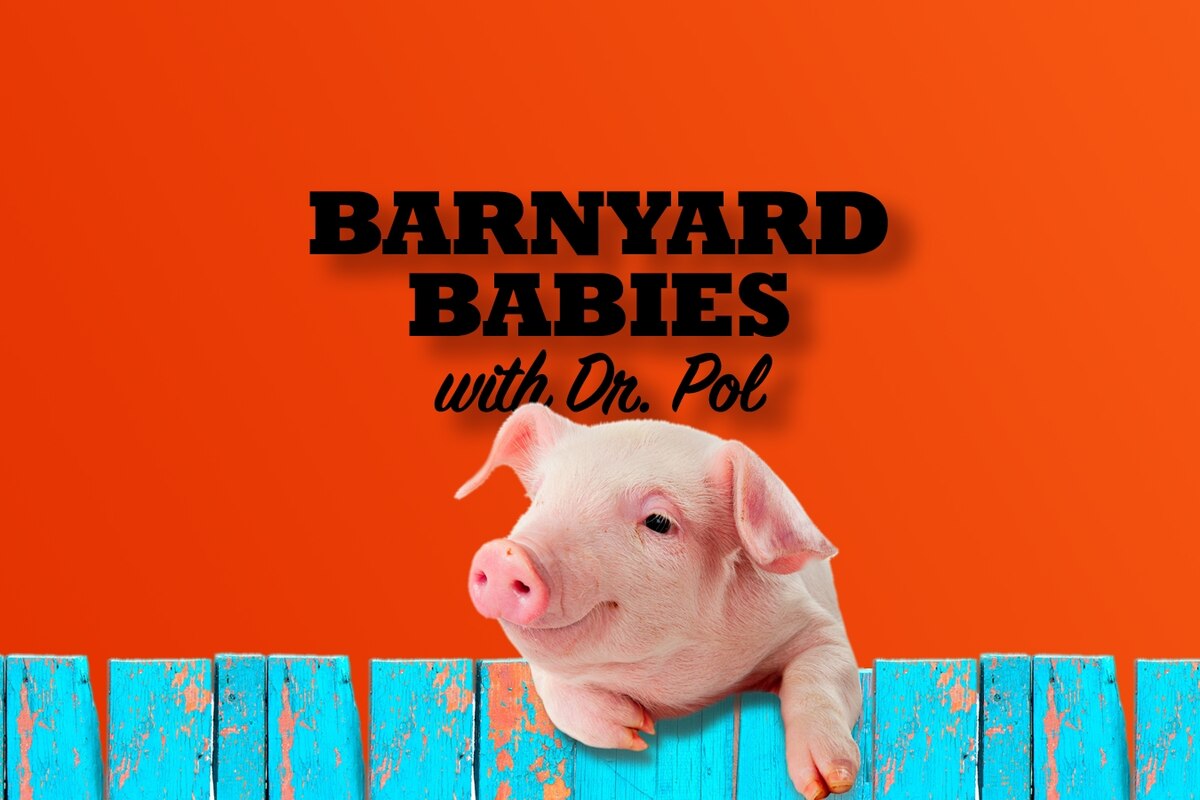 Barnyard Babies with Dr. Pol