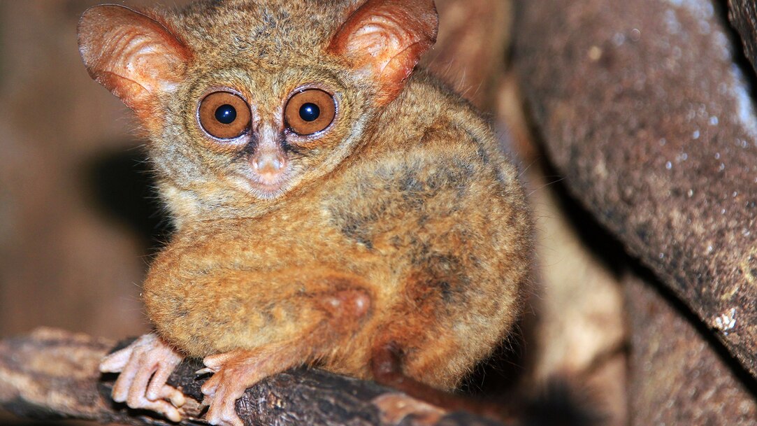 Nocturnal Rainforest Animals 28 Incredible Borneo Animals And The Best