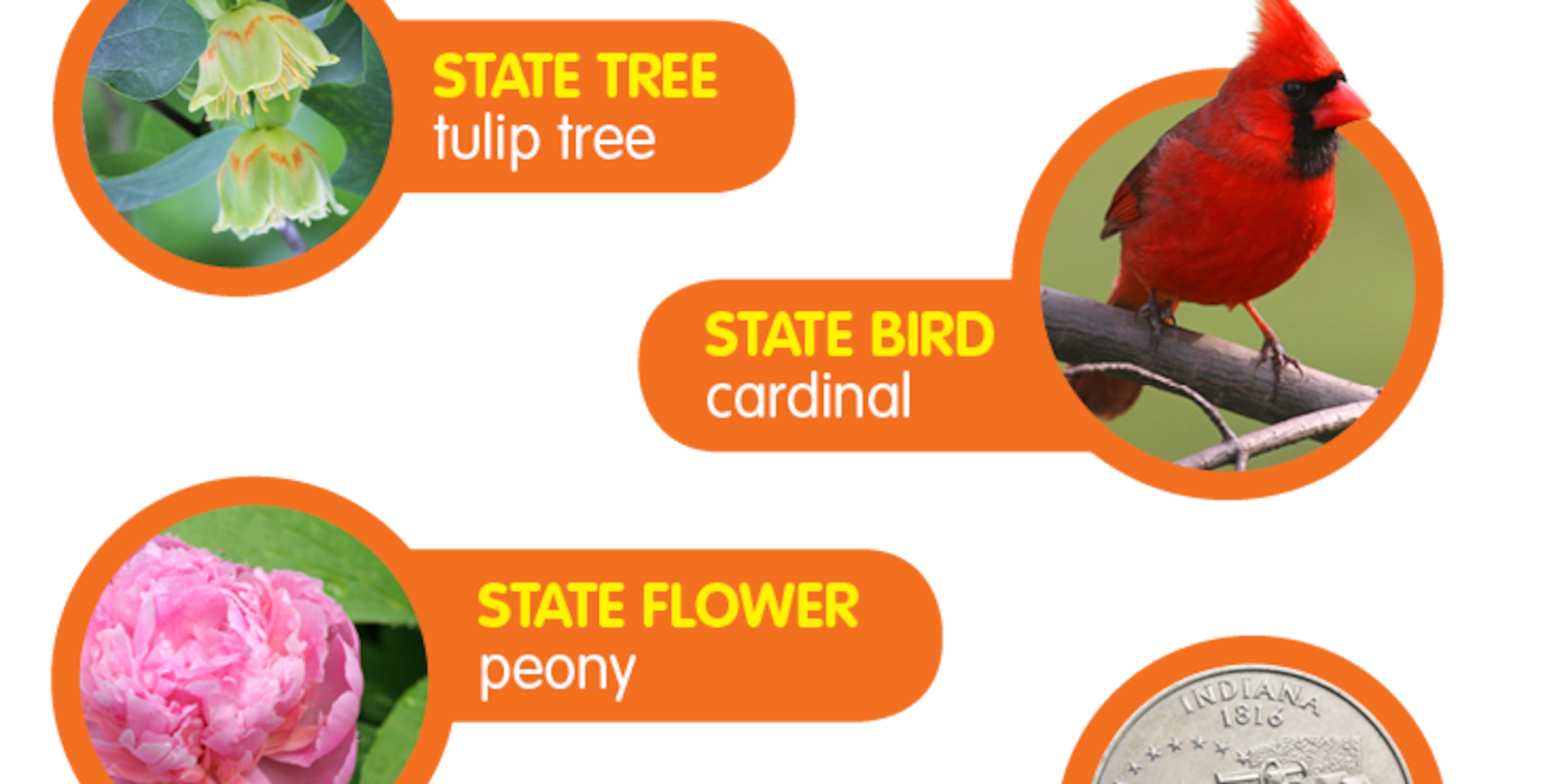 Ohio State Bird Flower And Tree | Best Flower Site