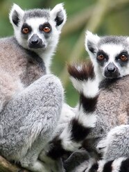 Lemur Lemur