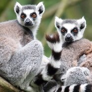 Lemur Luch Bongolava Black White Ruffed Lemur Restocking Program