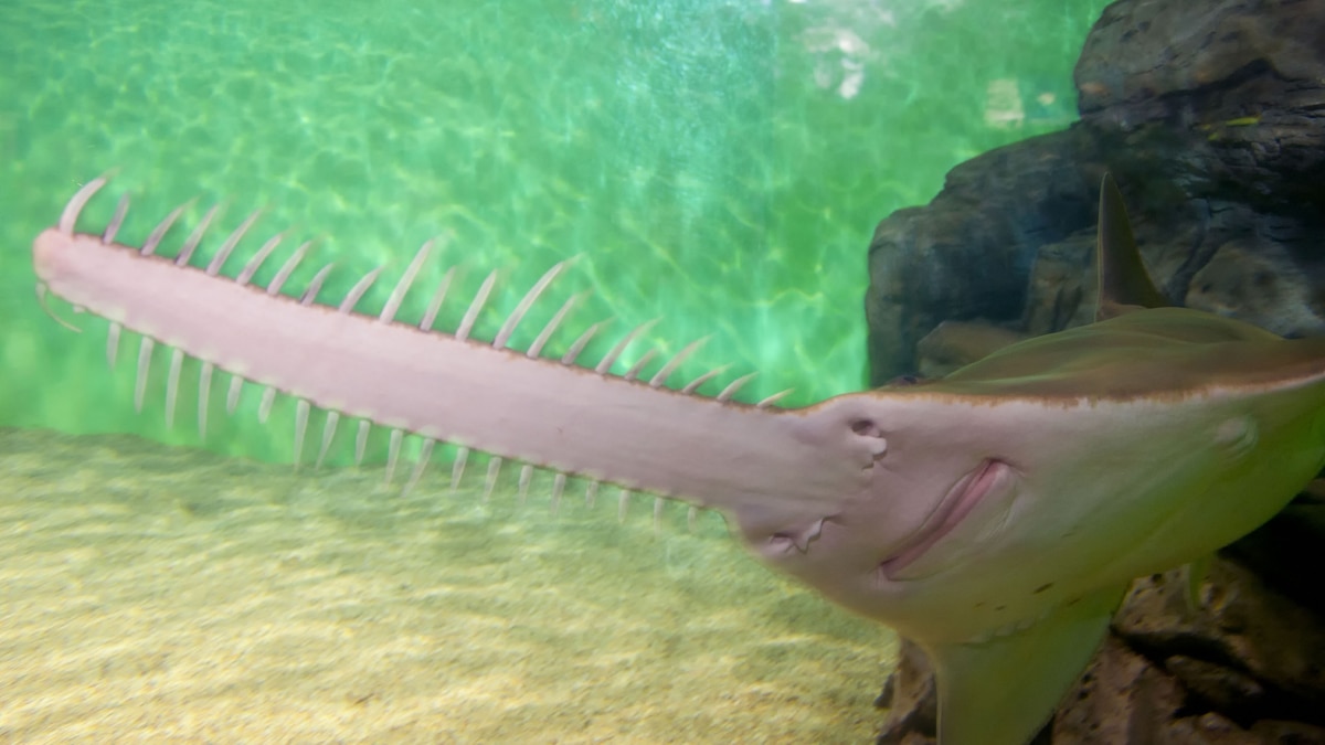 Smalltooth Sawfish | National Geographic Kids
