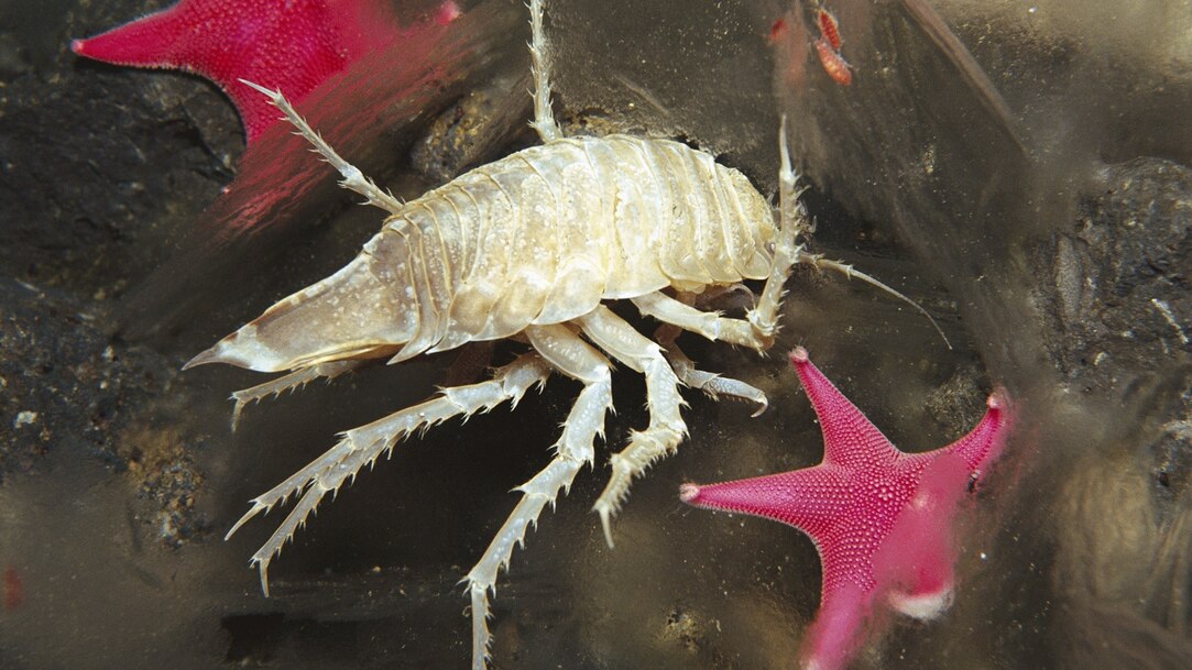 Giant Isopod Cat
