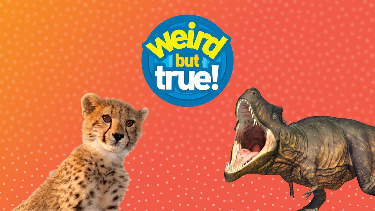 Puzzles: Dinos | National Geographic Kids