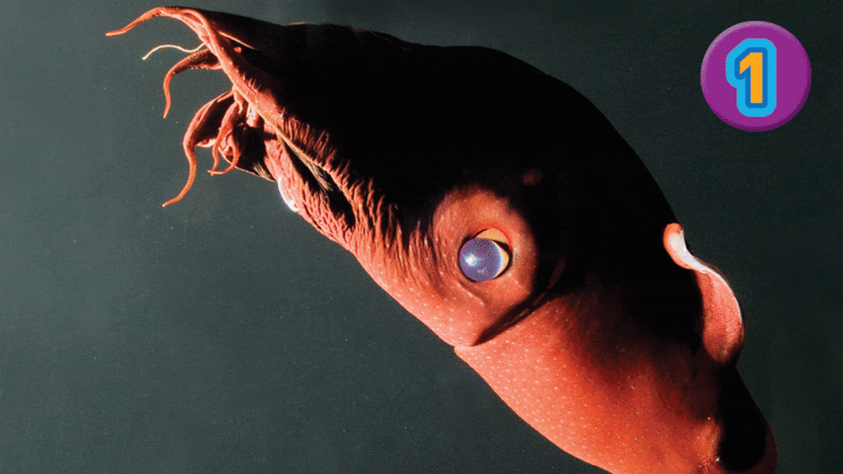 Awesome 8 Animals With Spooky Names