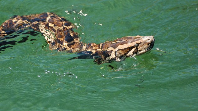 Can Burmese Pythons Swim? - ReptileStartUp.com