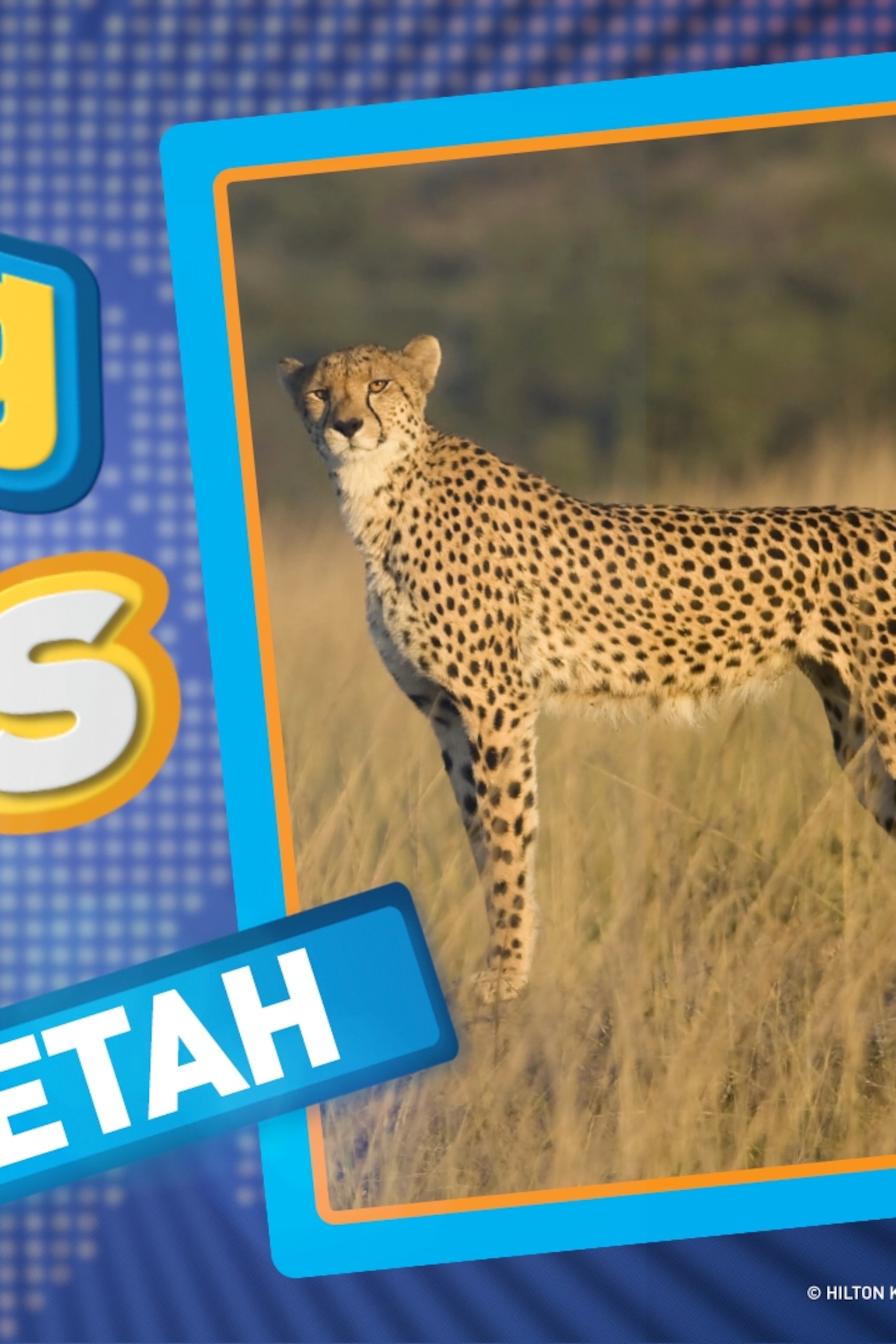 Cheetah Animal Games