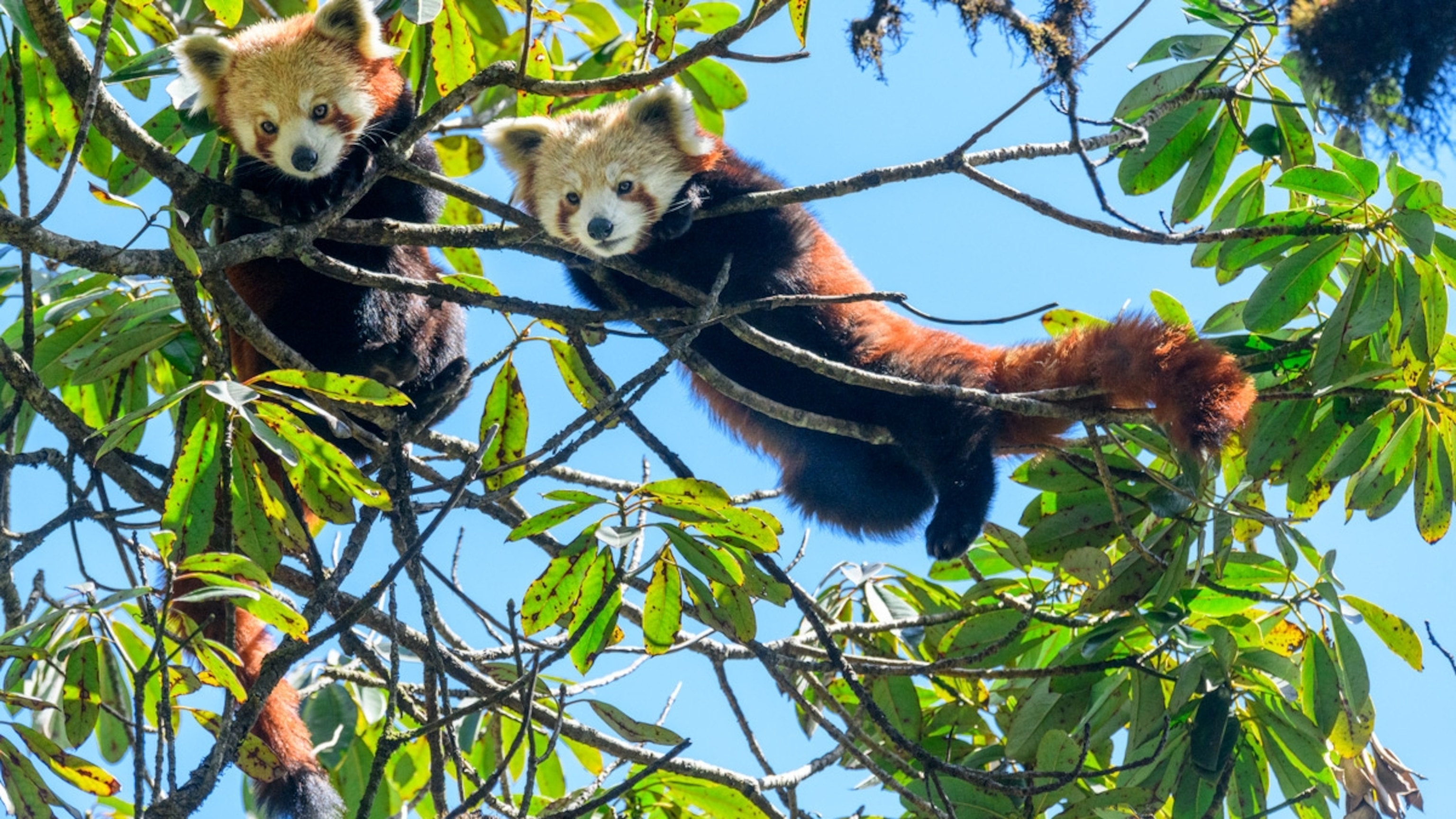 Red Pandas Related To