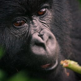 Silverback Gorilla Eyes