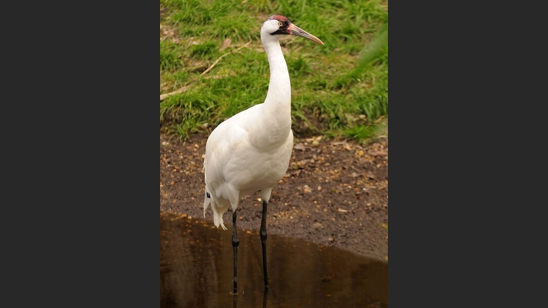 Whooping Crane Bird
