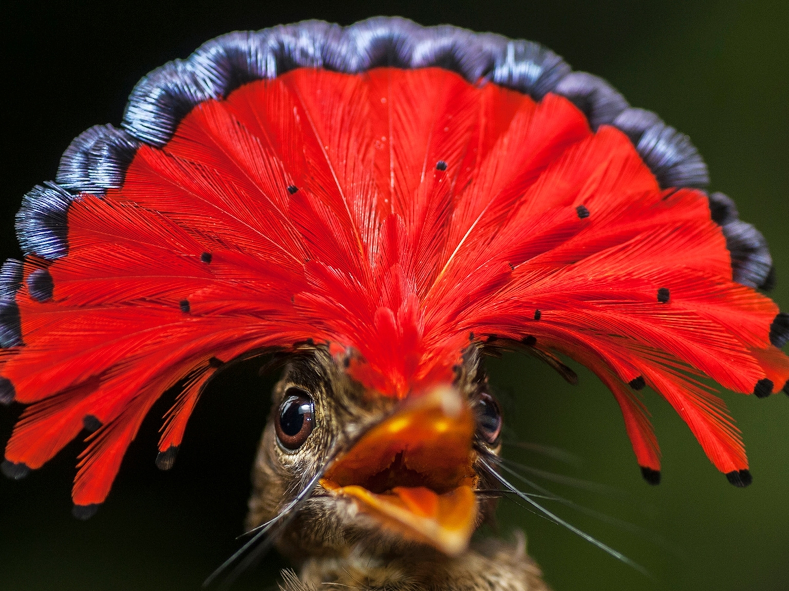 Strange Bird With Eyebrows