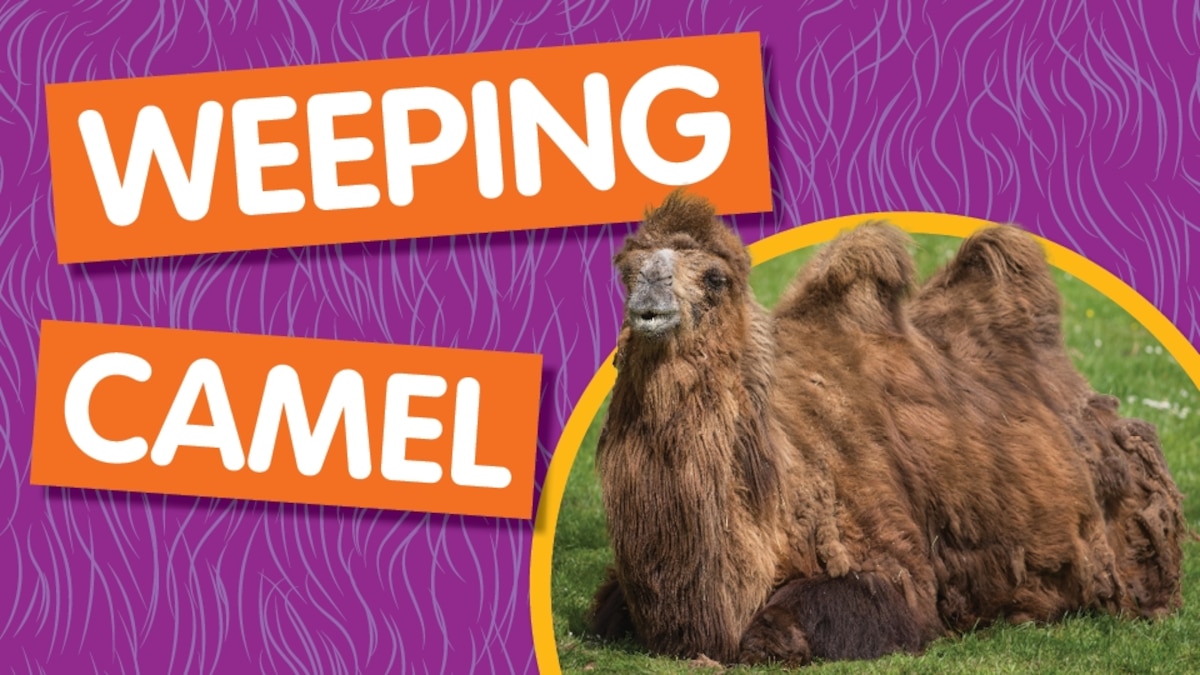 Amazing Animals: The Weeping Camel | National Geographic Kids