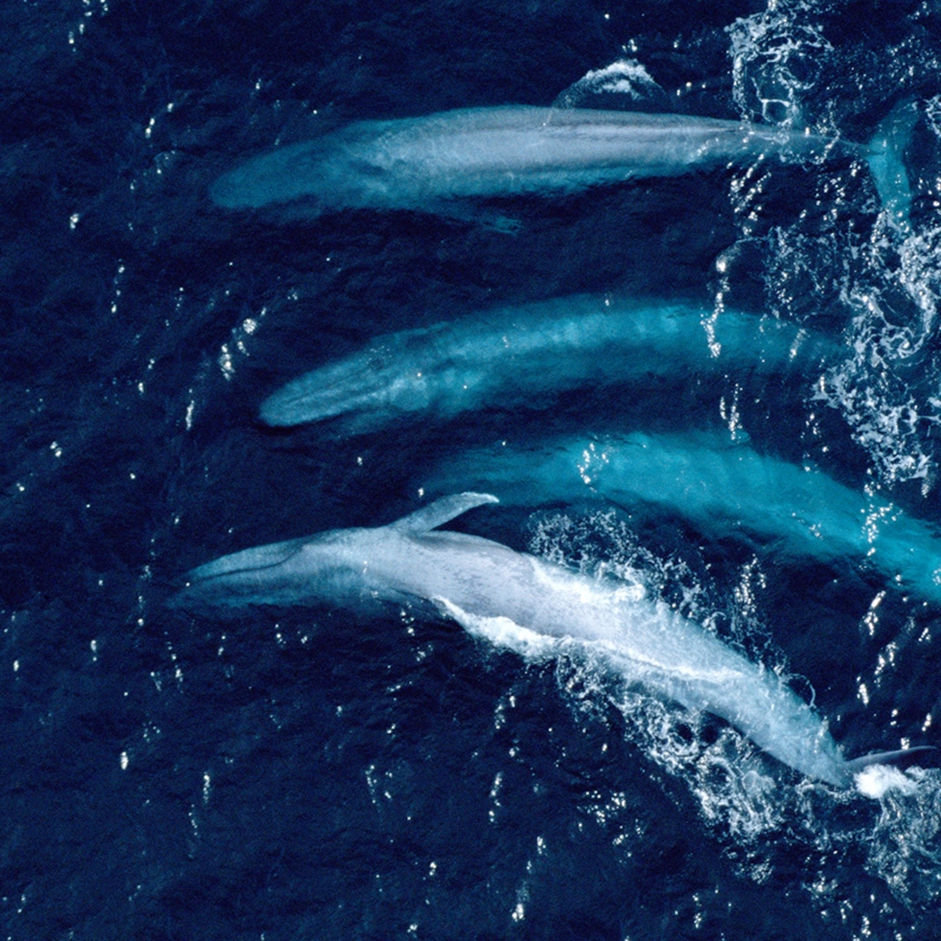 What Are 5 Facts About Blue Whales