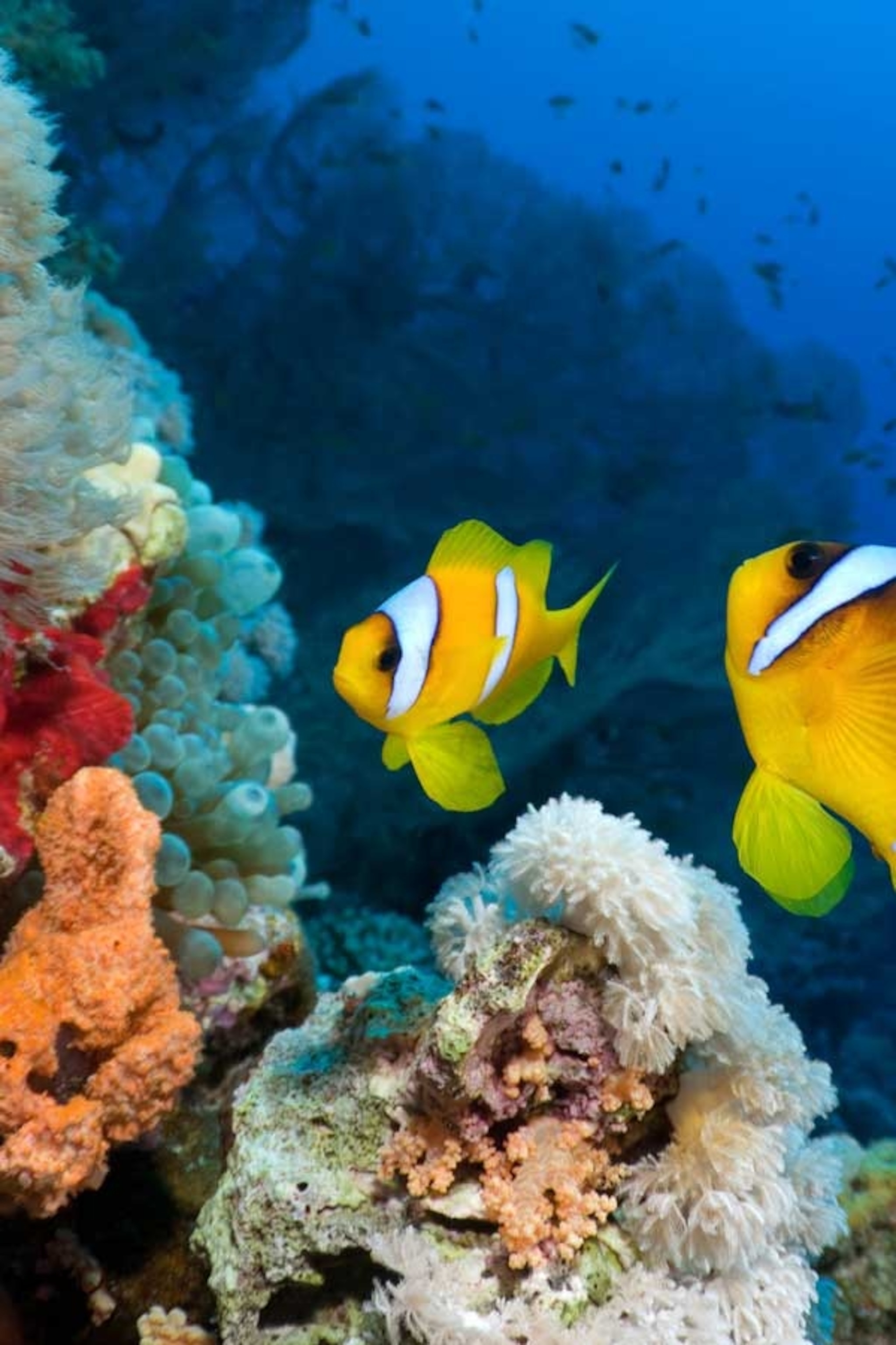 What Are 3 Interesting Facts About The Ocean Habitat - Infoupdate.org