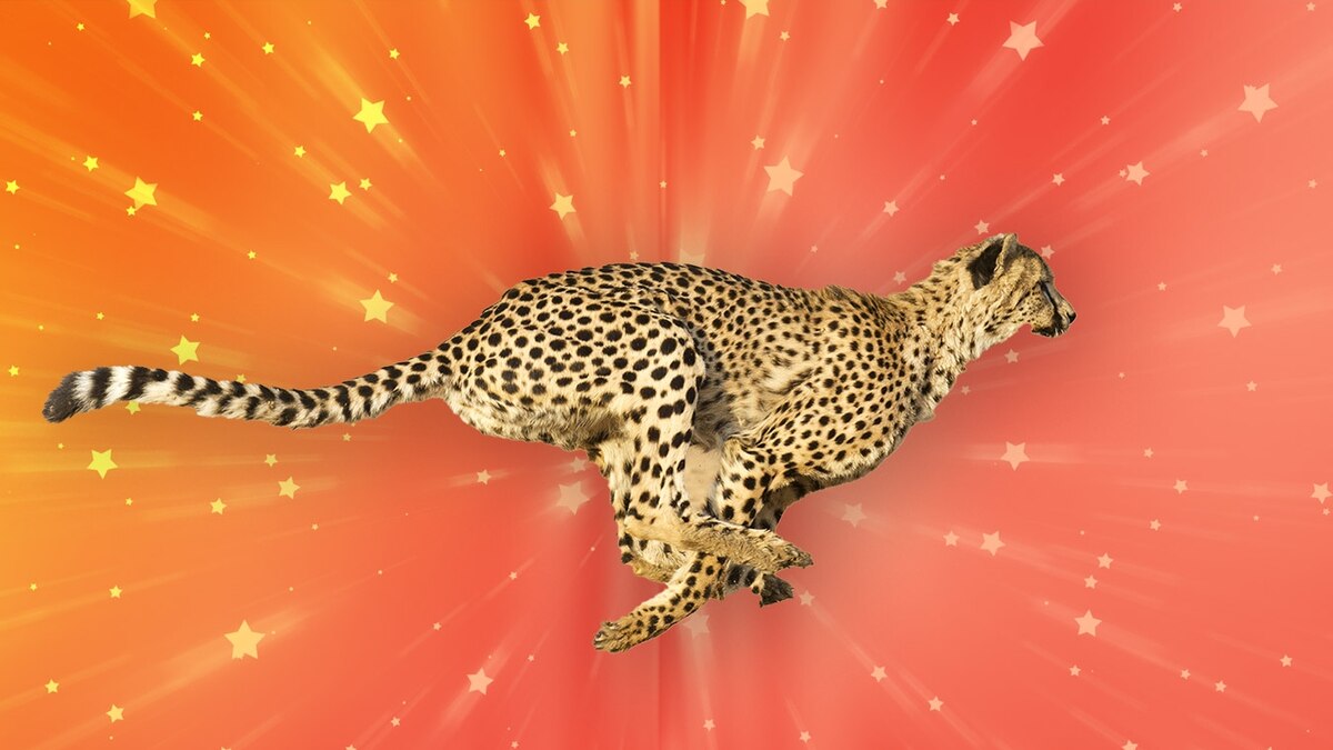 Cheetahs | National Geographic Kids