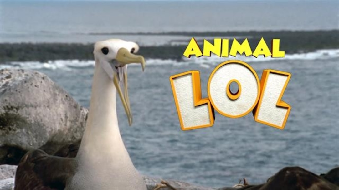 Lol Animal Pictures