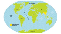 Where Do Burmese Pythons Live ReptileStartUp
