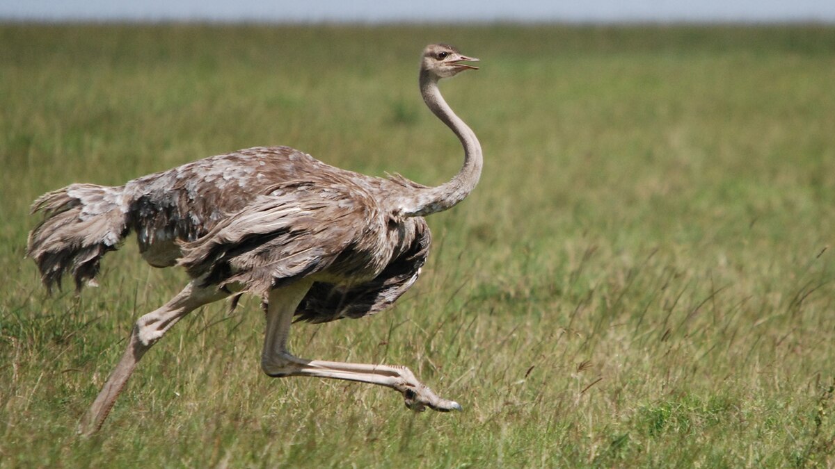 Ostrich