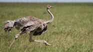Ostrich Animal Running At Carrie Hernandez Blog Ostrich Animal Running At Carrie Hernandez Blog