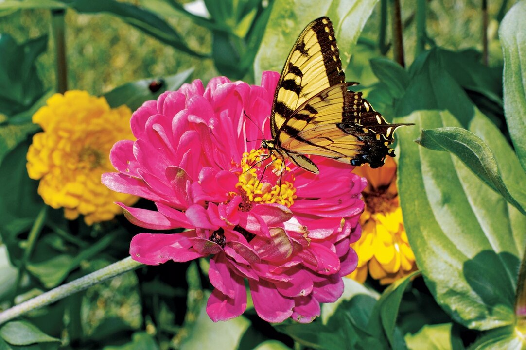 The Butterfly Garden