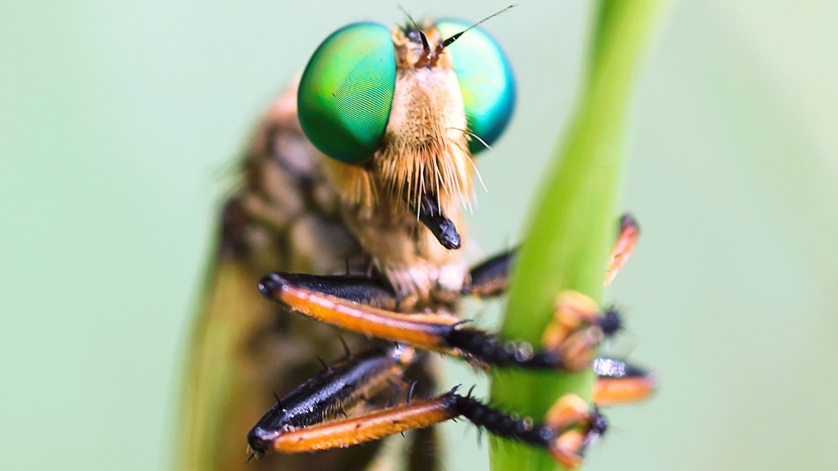 Moment of Wow | National Geographic Kids