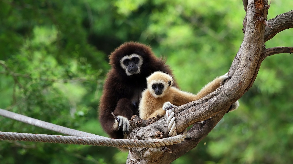 Playful Primates | National Geographic Kids