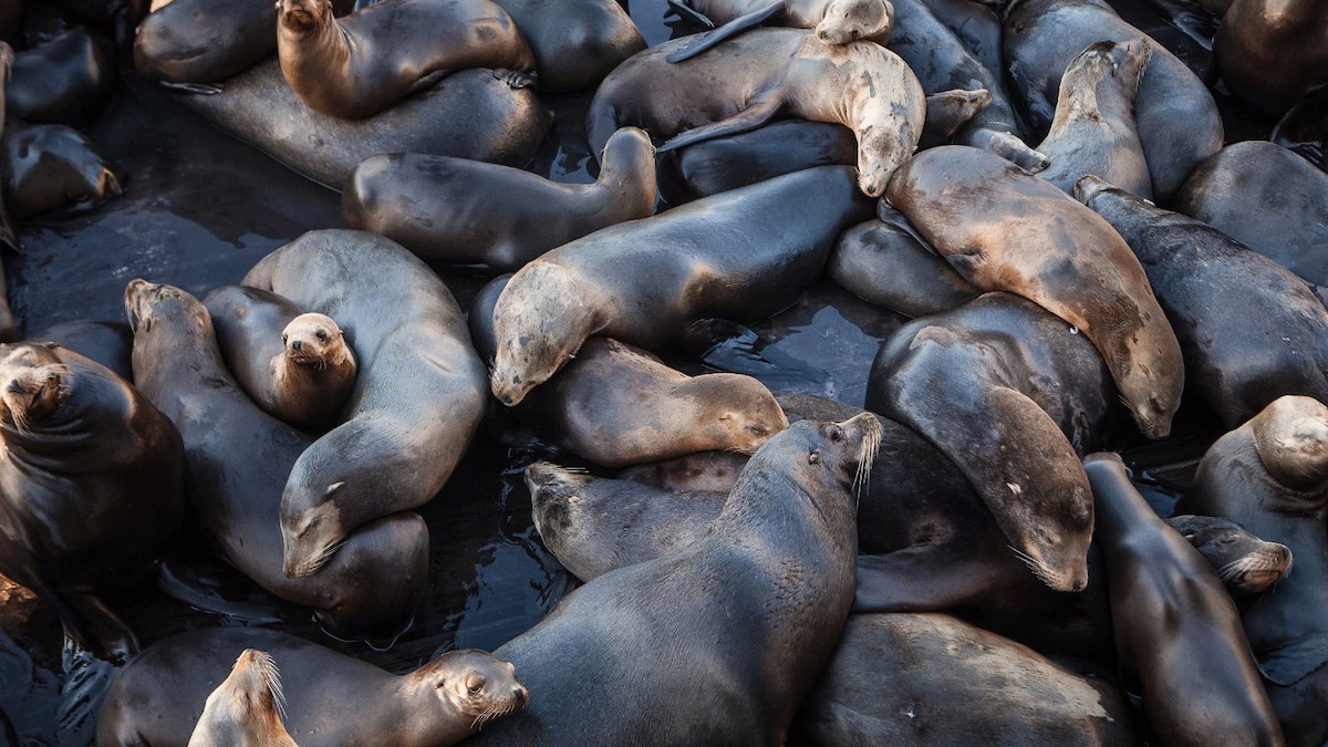 Moment of Snooze | National Geographic Kids