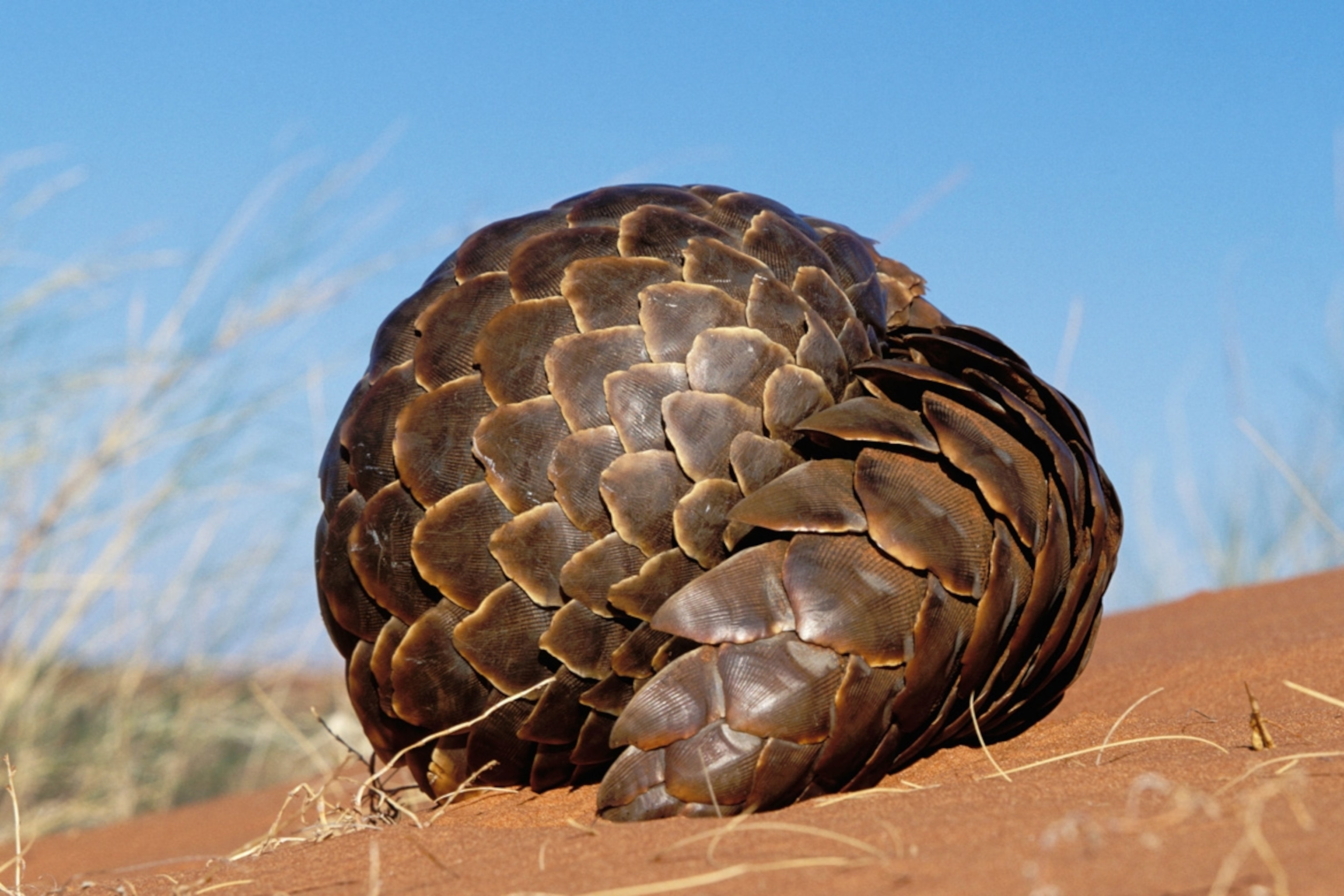 Giant Pangolin Facts Size Habitat Lifespan Diet Pictures