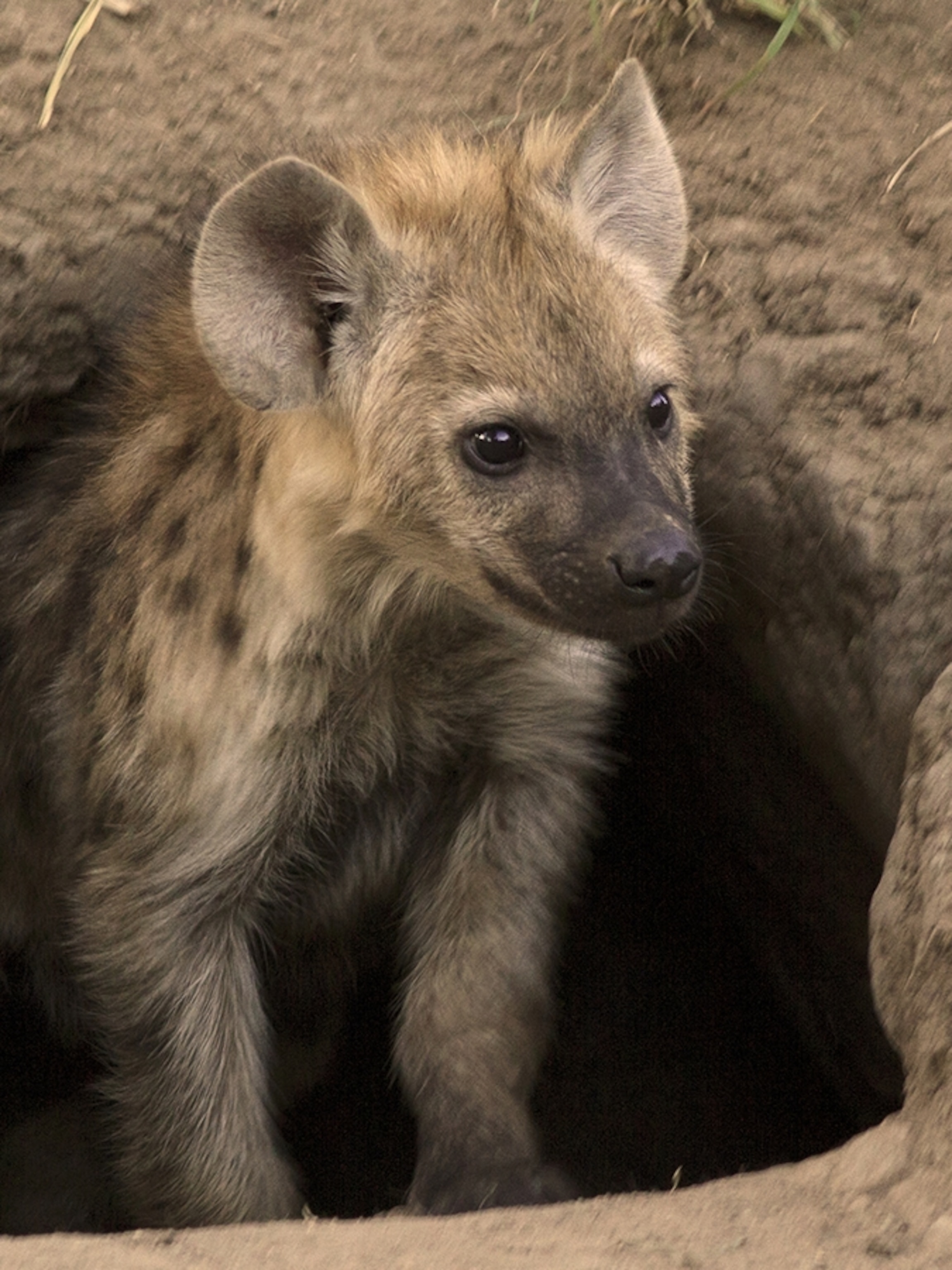 Baby Laughing Hyena