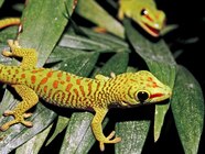 What Are Geckos Habitat At Liam Threlfall Blog What Are Geckos Habitat At Liam Threlfall Blog