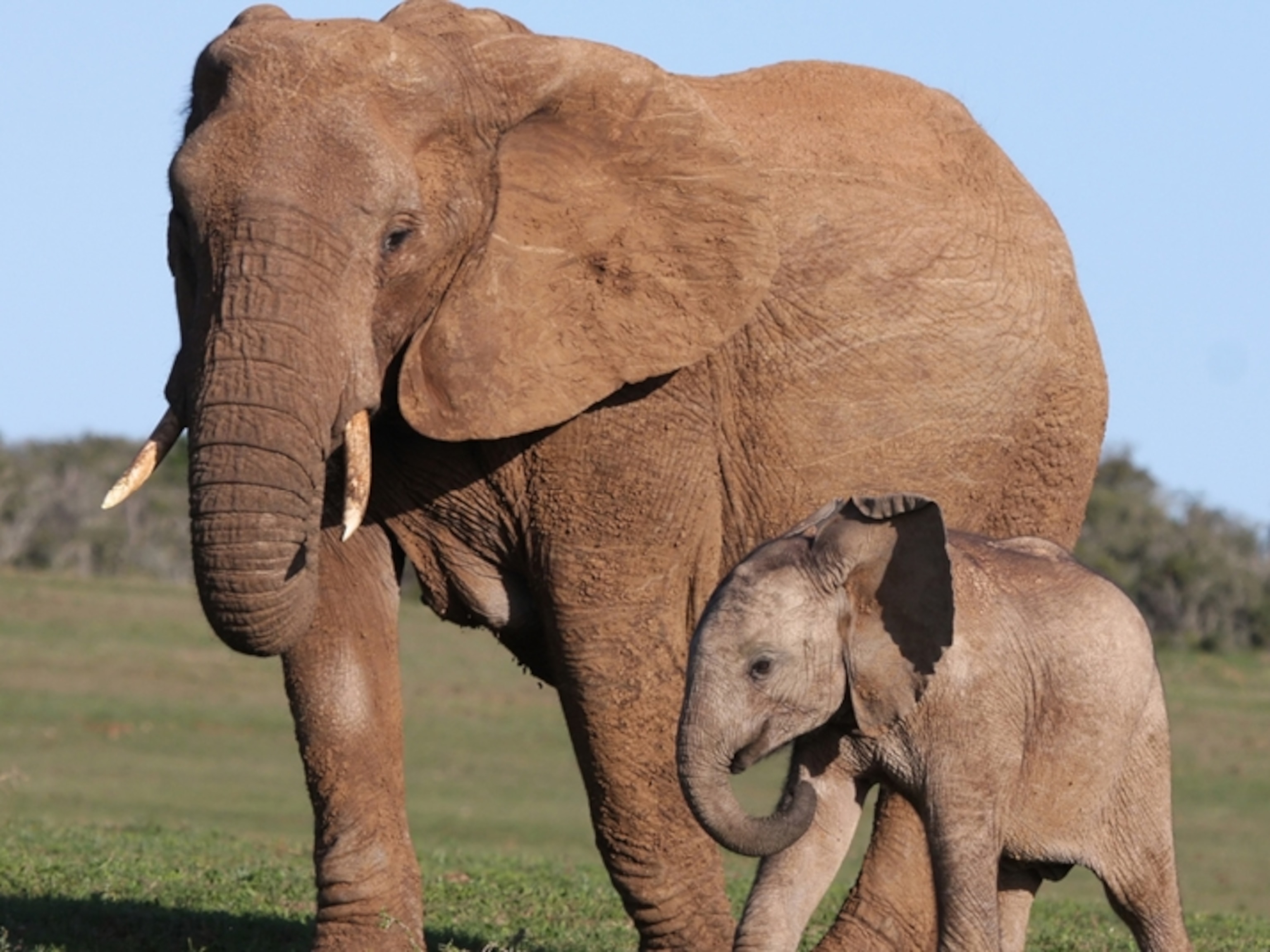 Amazing animal moms