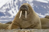 Walrus Definition