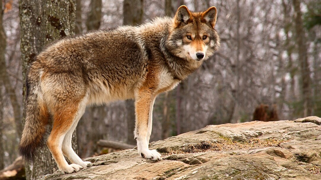 Once Upon A Time Red Wolf Form