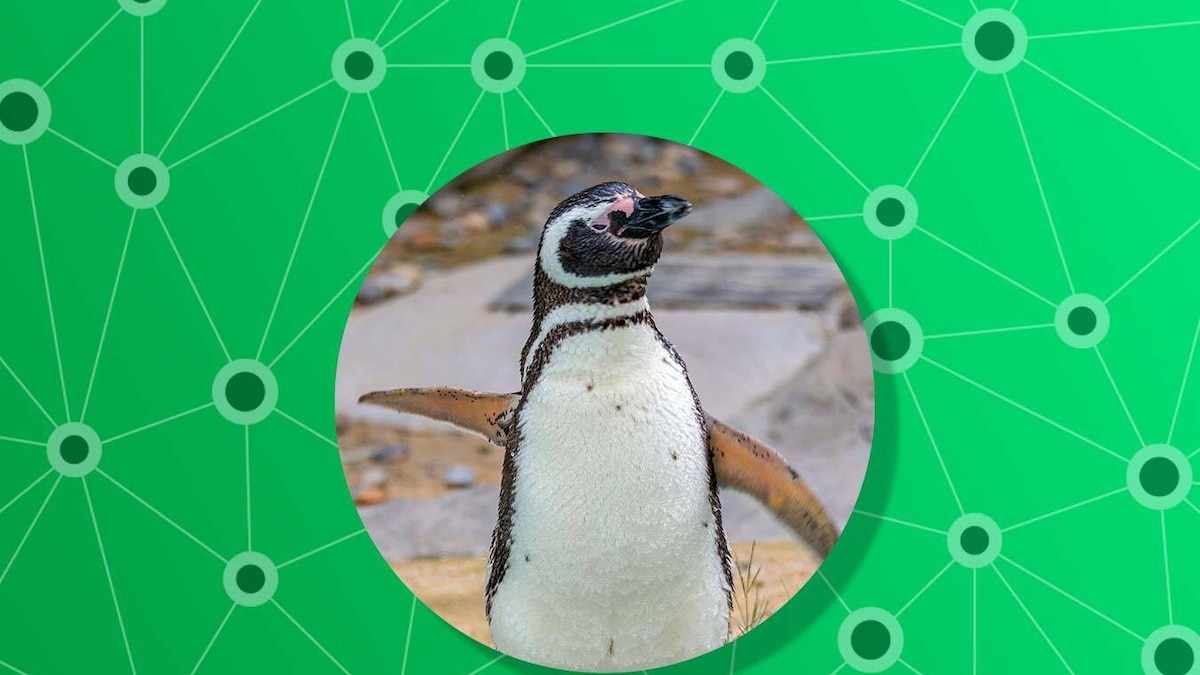 Discover which penguin species you’re most like.