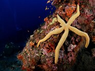 What Do Sea Stars Eat Discover Their Surprising Feeding Habits What Do Sea Stars Eat Discover Their Surprising Feeding Habits