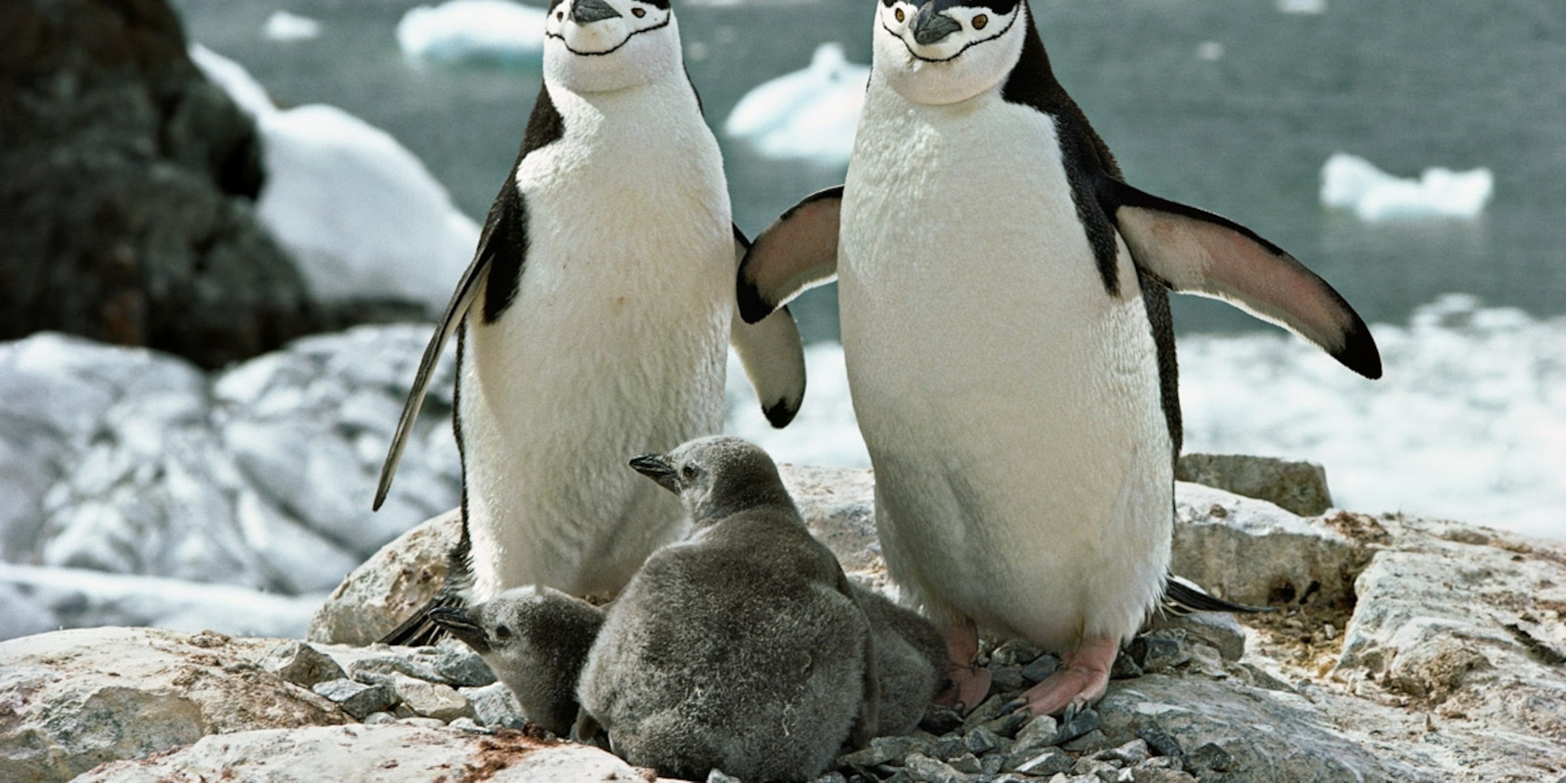 Chinstrap Penguin