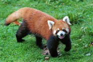 Fun Facts About Red Pandas Short BEST GAMES WALKTHROUGH Fun Facts About Red Pandas Short BEST GAMES WALKTHROUGH