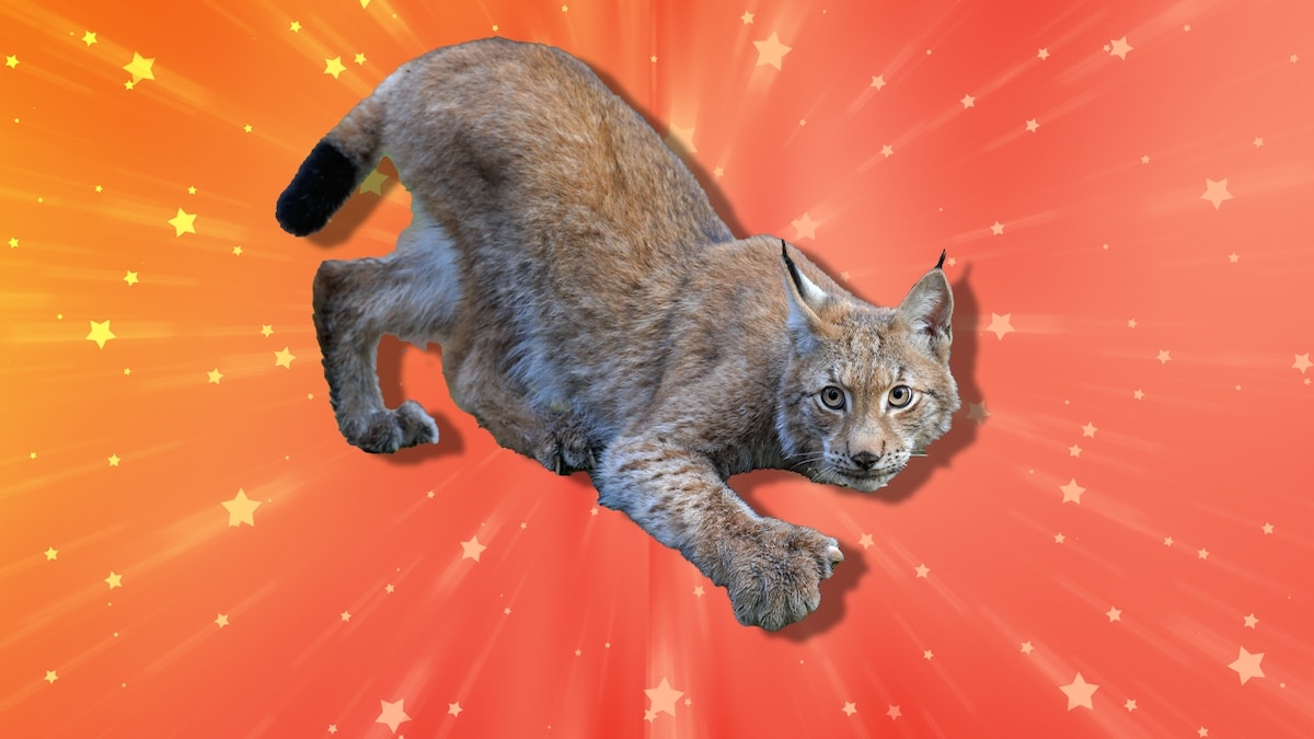 Lynx | National Geographic Kids