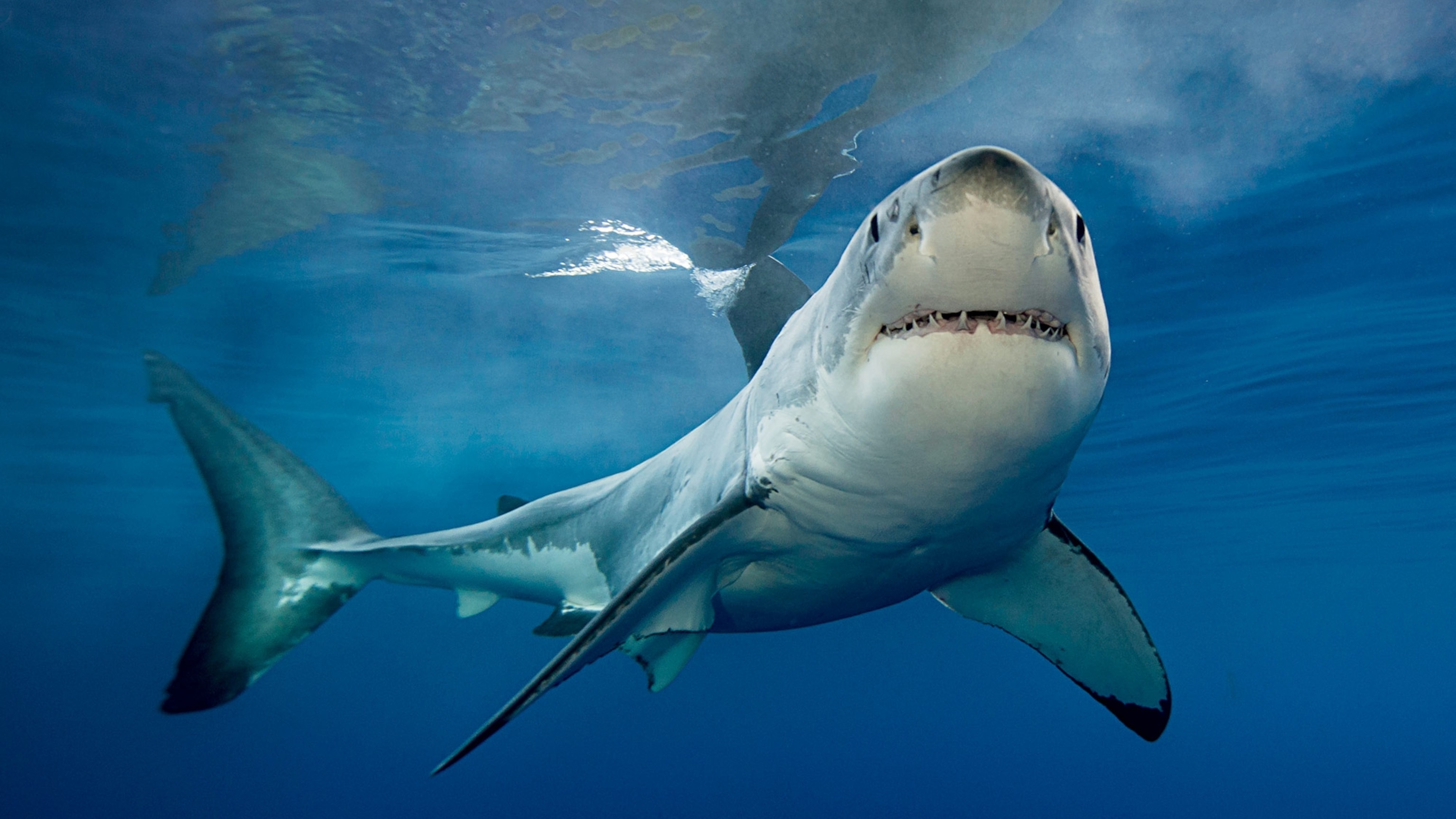 National Geographic Kids Everything Sharks All The Shark